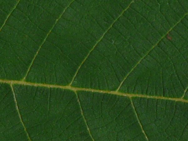 texture 0044 - Texturelib